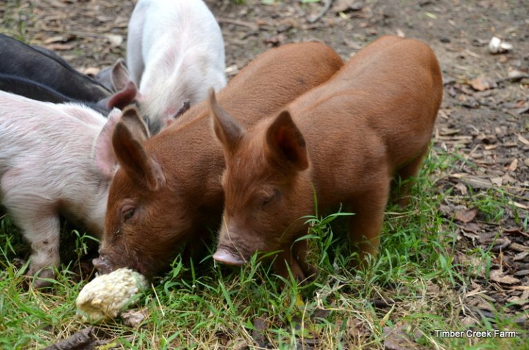 Sow Care During Farrowing and Lactation - Countryside